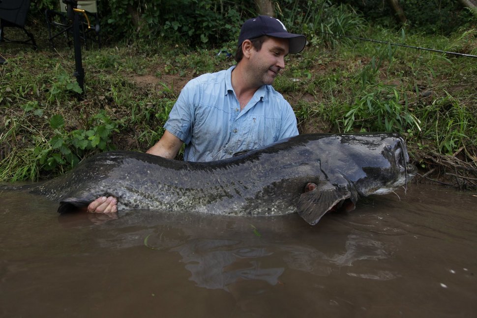 Auf der Suche nach dem Monsterfisch S06E08: Riesenwelse (Giant Killer ...