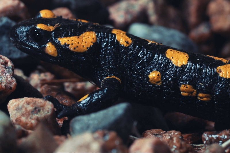 Super Bio Hero Staffel 1 Episodenguide – fernsehserien.de