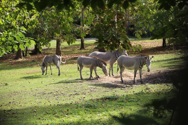 Bronx Zoo – Tierpark der Superlative Staffel 3 Episodenguide ...