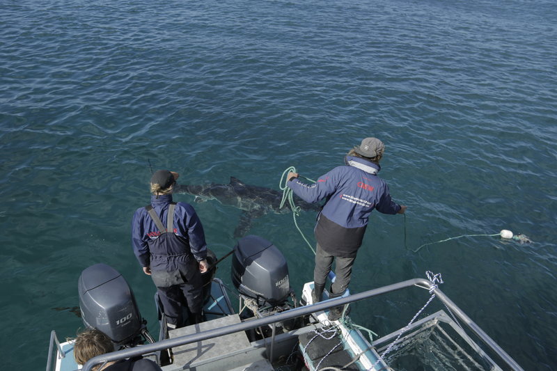 Shark Week S30E14: African Shark Safari (African Shark Safari ...