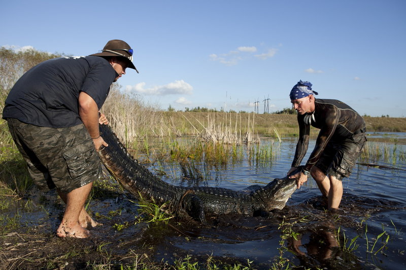 Gator Boys Staffel 1 Episodenguide – fernsehserien.de
