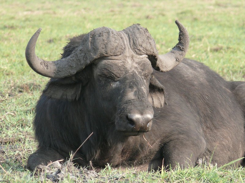 Planet Wissen 283: Exotische Nutztiere – Wem nützen Lama, Kamel und Yak ...
