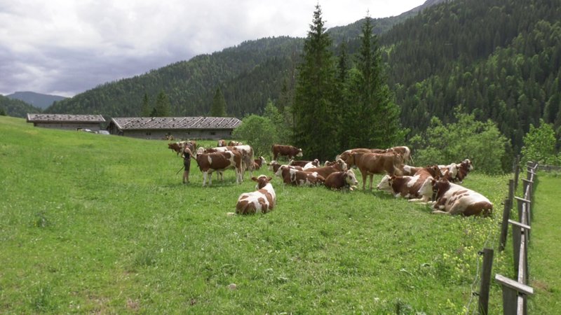 Bayern erleben 118: Die Sennerin – fernsehserien.de