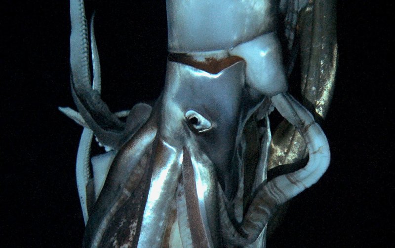 Phantome der Tiefsee 02: Der Riesenkalmar – fernsehserien.de