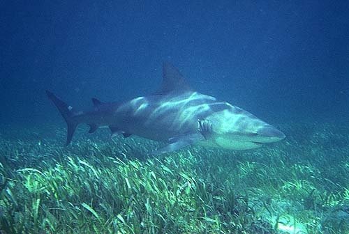 Fluss-Monster S02E07: Der Bullenhai (Hidden Predator) – fernsehserien.de