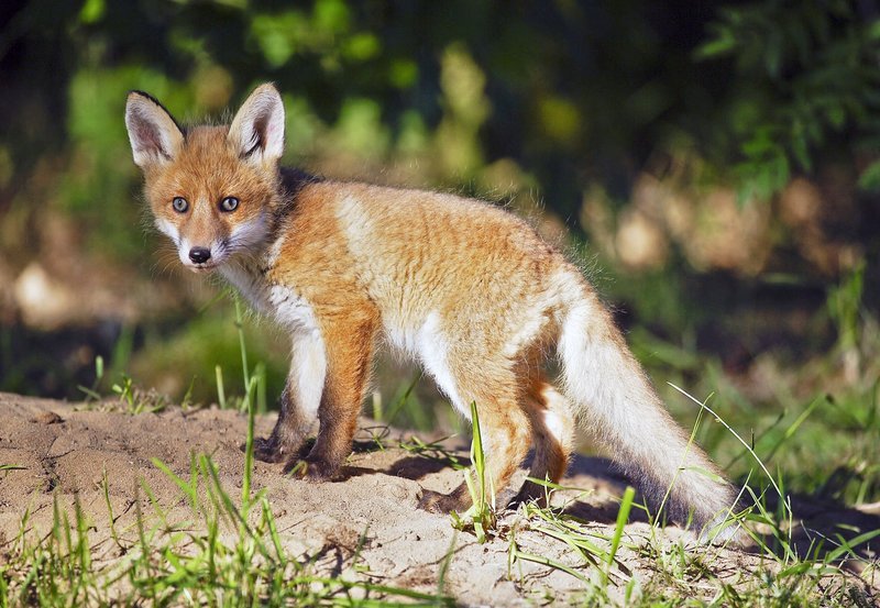 Expeditionen ins Tierreich Niedersachsens schlaue Füchse – fernsehserien.de