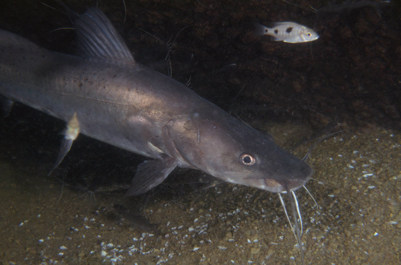 Wunderwelt Erde S01E04: Ostafrika (Africa’s Rift Valley Lakes ...