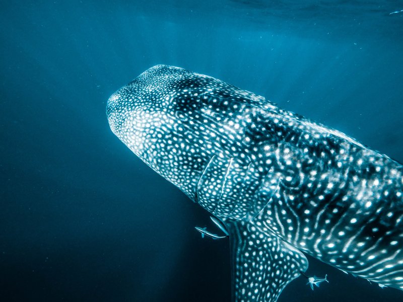 Australien – Magische Tierwelt 01: Ozean (Ocean) – fernsehserien.de