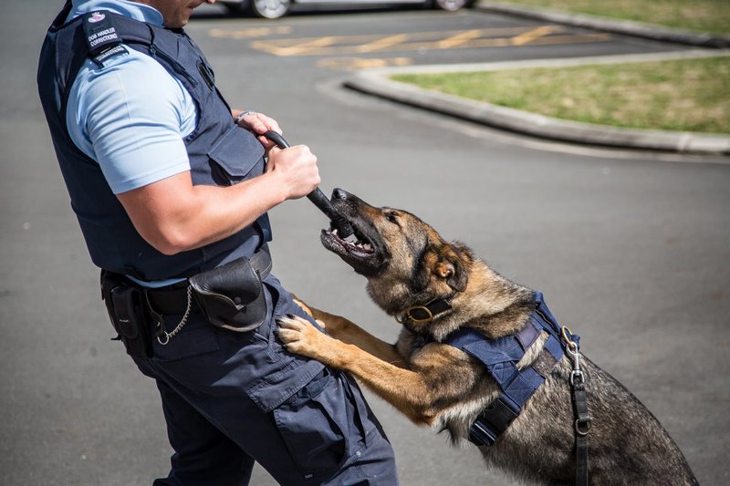 Hunde im Einsatz (2011) Staffel 5 Episodenguide – fernsehserien.de