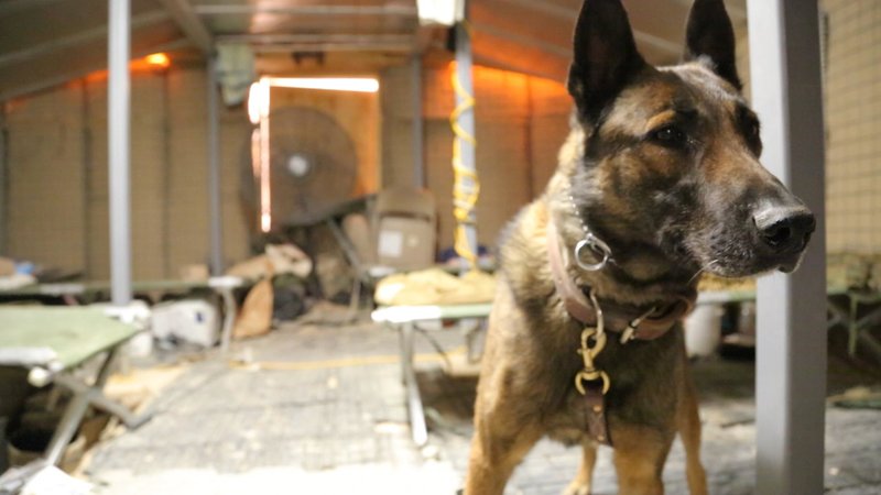 DMAX Doku Military Dogs – Hunde im Einsatz (Glory Hounds ...