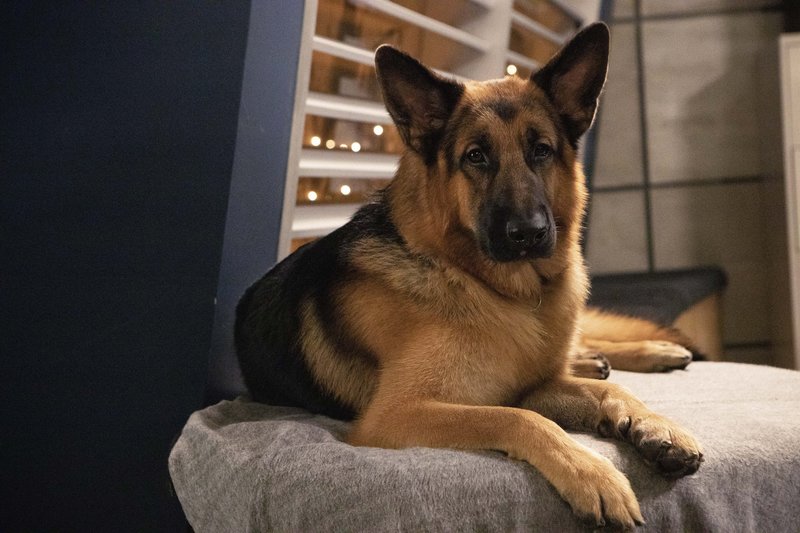 Hudson & Rex S01E13: Akte Rex (The Rex Files) – fernsehserien.de