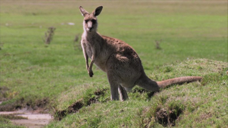 Tierduell Staffel 1 Episodenguide – fernsehserien.de