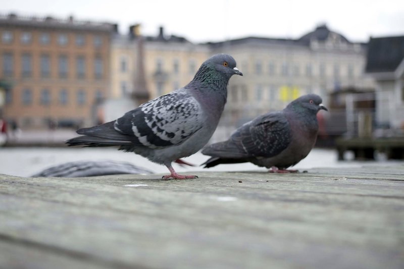 Bleiben Tauben Ein Leben Lang Zusammen