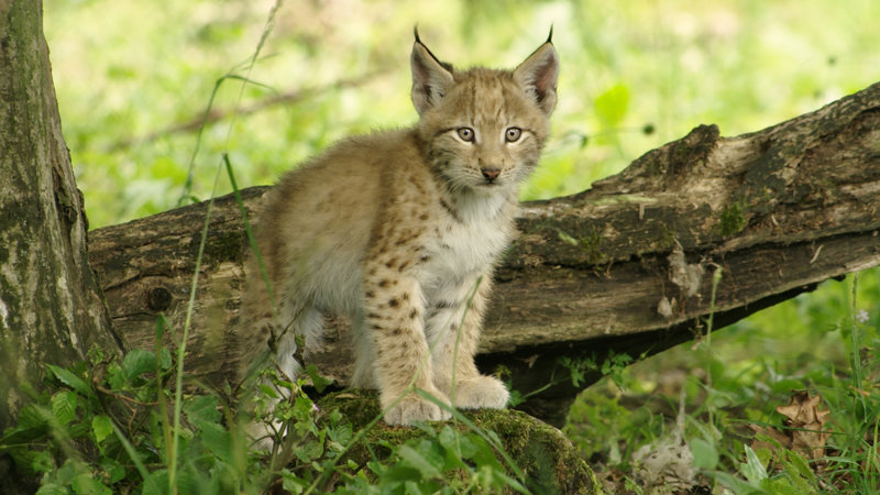 Löwenzähnchen S05E01: Keks und die kleinen Pinselohren – Luchs ...