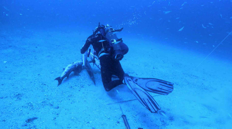 Catching Hell Staffel 1 Episodenguide – fernsehserien.de