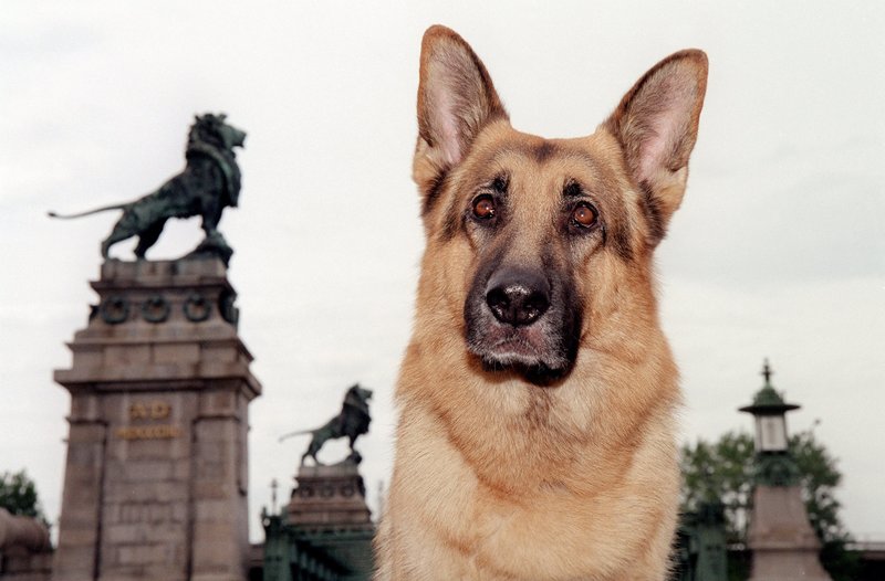 Kommissar Rex (1994) Staffel 8 Episodenguide – fernsehserien.de