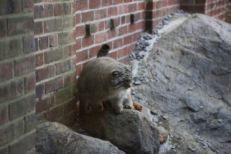 Bronx Zoo – Tierpark der Superlative S03E14: Grumpy Cat, das Original ...