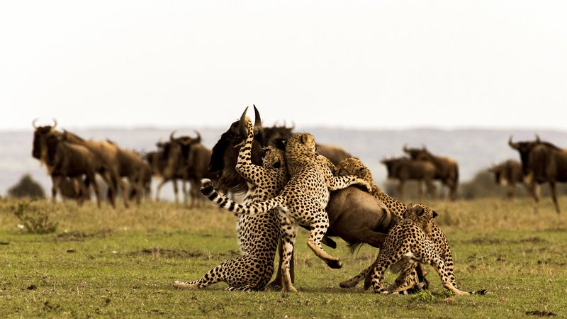 Die fünf Geparde – fernsehserien.de