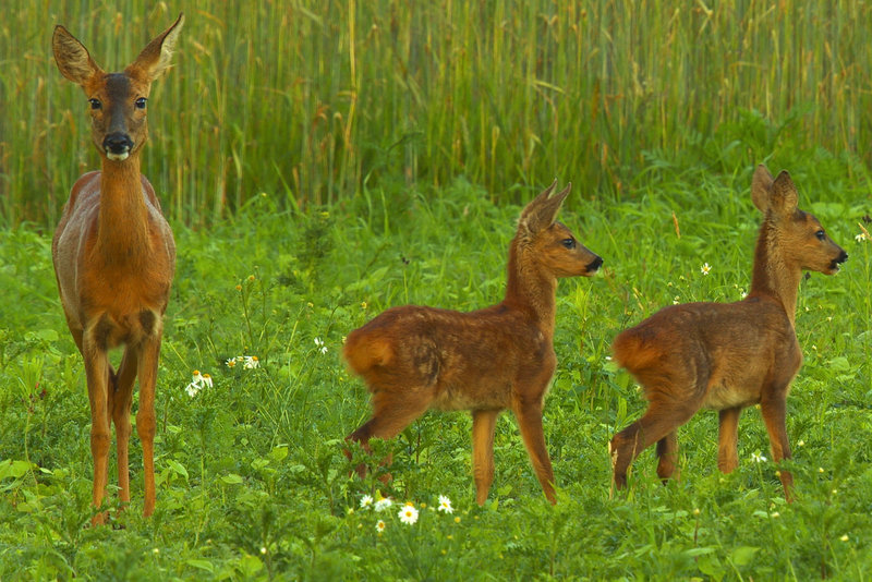 Expeditionen ins Tierreich Die Südheide – Wälder, Wiesen, weites Land ...