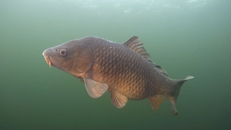 Leschs Kosmos 115: Fische – mehr als nur fette Beute – fernsehserien.de Leschs Kosmos 115: Fische – mehr als nur fette Beute – fernsehserien.de