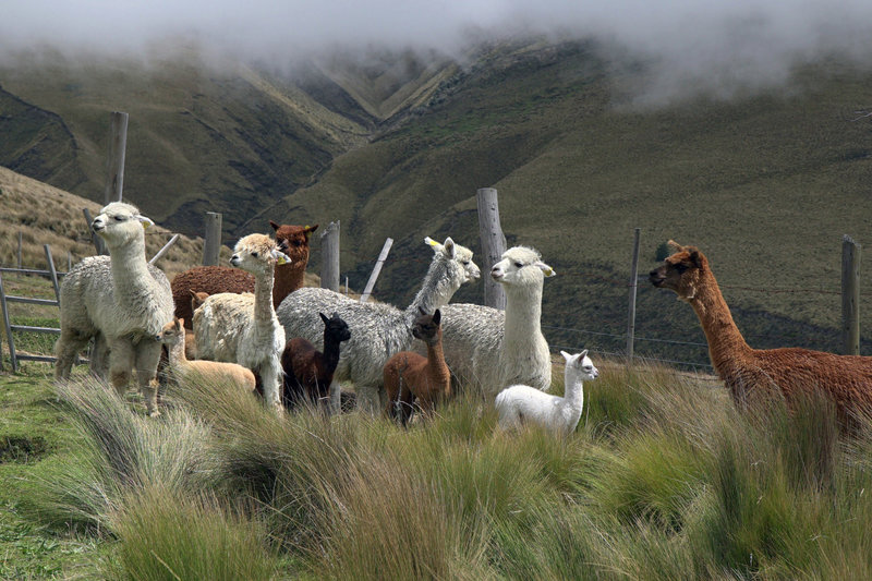 Anna und die wilden Tiere 14: Lama und Alpaka – Die Meisterspucker ...