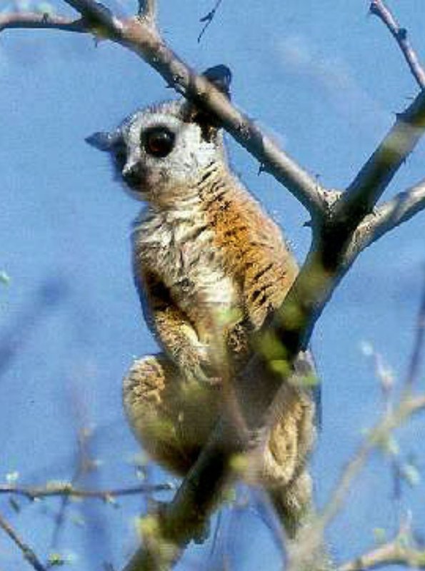 Welt der Tiere (2000) Buschbaby – Aus dem Nachtleben eines Galago (Bush ...