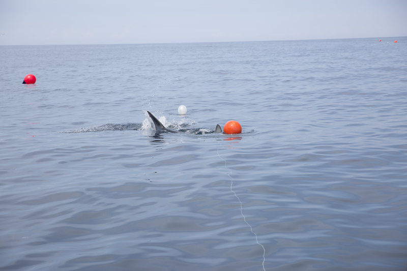 Shark Week S28E03: Der Riesen-Makohai (Monster Mako) – fernsehserien.de