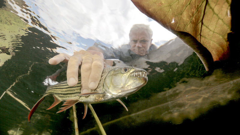 Fluss-Monster S07E02: Der südostasiatische Süßwasserkugelfisch (Mekong ...