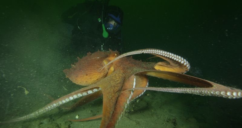 Fluss-Monster S08E05: Unsichtbare Killer (Invisible Killers ...