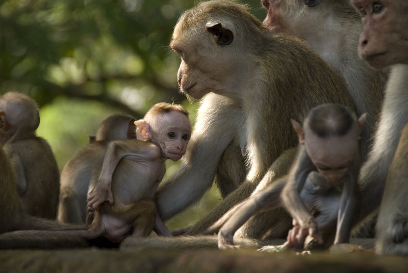 Stadt der Affen Staffel 1 Episodenguide – fernsehserien.de