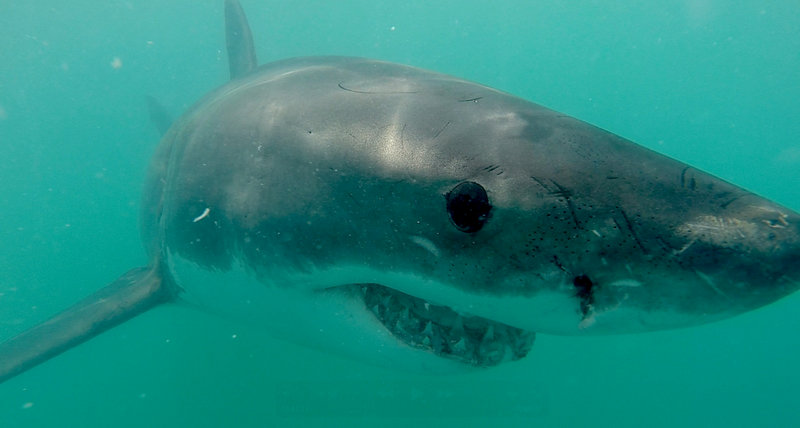 Shark Week S27E01: Colossus – Der Riesenhai kehrt zurück (Air Jaws: Fin ...