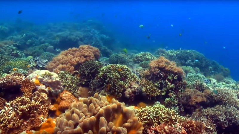 Geheimnisse der Ozeane 7 Folgen Episodenguide – fernsehserien.de