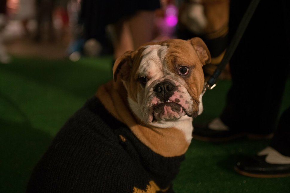Show Dogs – fernsehserien.de