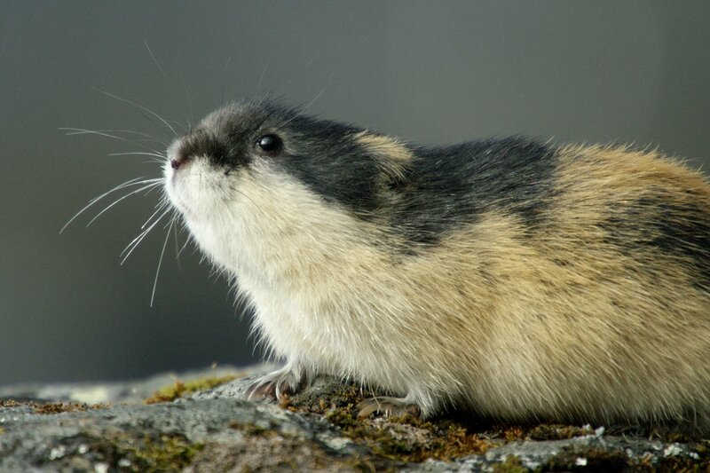 Naturwunder des Nordens 02: Lemminge – fernsehserien.de