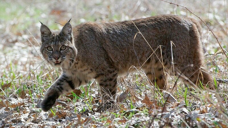 Kleine Katzen – Große Jäger – fernsehserien.de