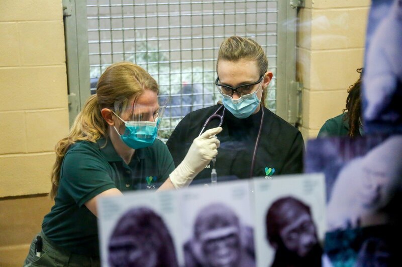 Bronx Zoo – Tierpark der Superlative Staffel 1 Episodenguide ...