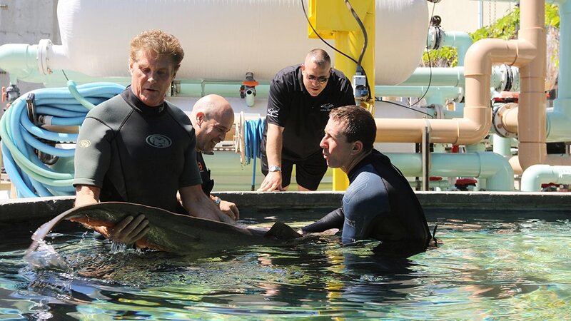 Die Aquarium-Profis S05E08: DMAX-Folge 70 (The Hoff Gets Tanked ...