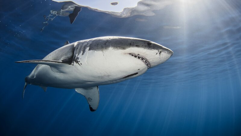 Shark Week S34E09: Phred vs. Slash – Duell der Hai-Giganten (Jaws ...