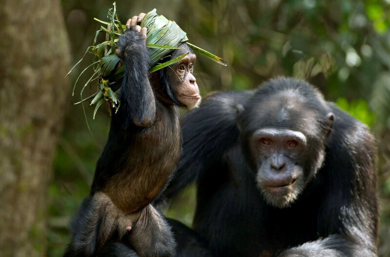 Das Tier im Menschen Das Tier im Menschen – fernsehserien.de