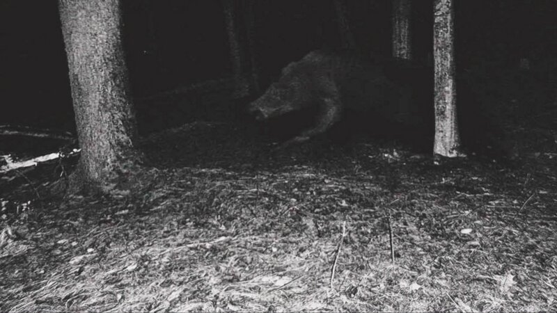 Die Monster-Jäger – Bestien auf der Spur S01E15: Die Todeskatze der ...