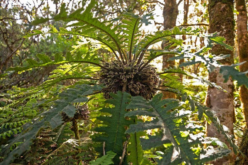 Unser grüner Planet 05: Zivilisation (Human Worlds) – fernsehserien.de