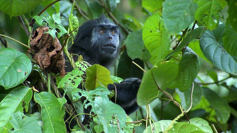 Welt der Tiere (2000) Tarzan und die Affen von Siberut – fernsehserien.de