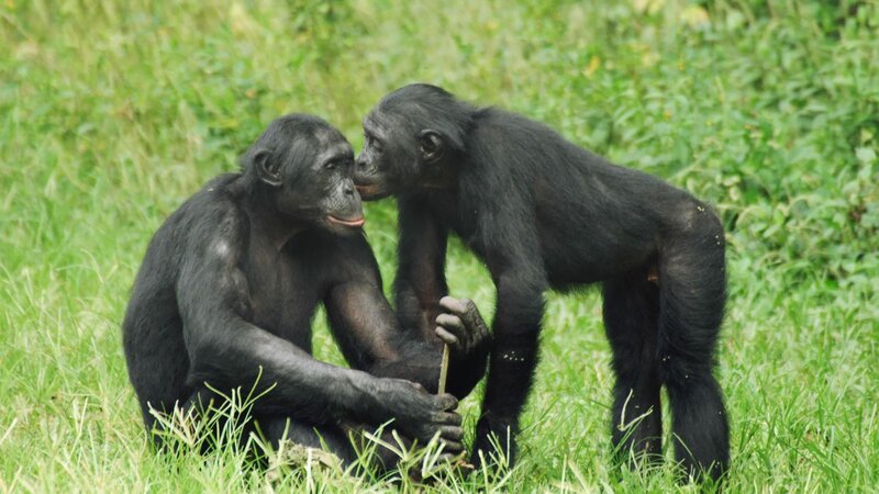 Natürlich verliebt – Wie Tiere flirten Dokumentation in 2 Teilen ...