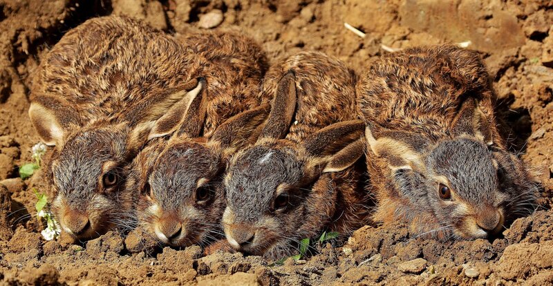 Unser Wild 02: Sein Name ist Hase – fernsehserien.de
