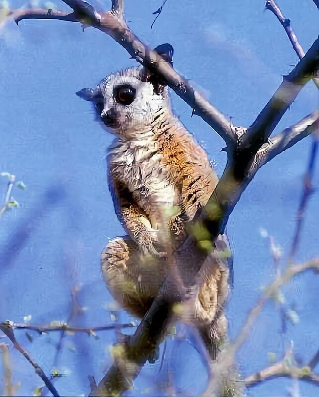 Welt der Tiere (2000) Buschbaby – Aus dem Nachtleben eines Galago (Bush ...