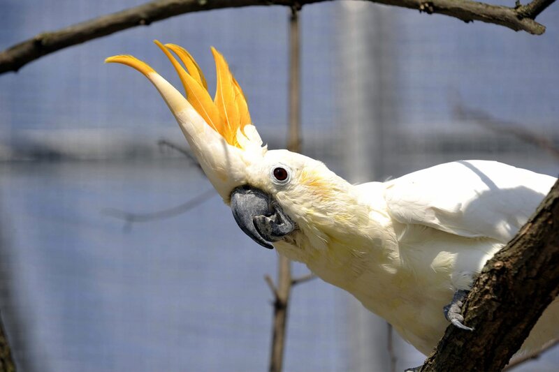 Panda, Gorilla & Co. S06E39: Ein kleines Highlight im Tierpark Berlin ...