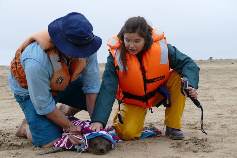 Anna und die wilden Tiere 40: Wie robben Seebären? – fernsehserien.de