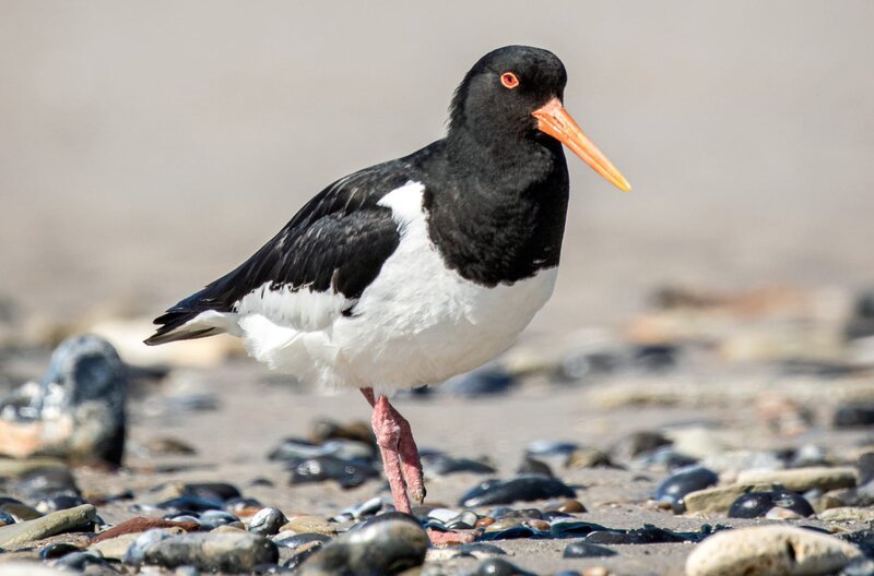 Unsere Meere Dokumentation in 4 Teilen Episodenguide – fernsehserien.de