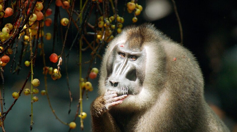 Afrikas geheimnisvolle Welten 2: Die Insel der Affen – fernsehserien.de