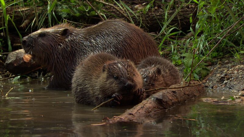 Abenteuer Wildnis Münchens neue wilde Isar – fernsehserien.de